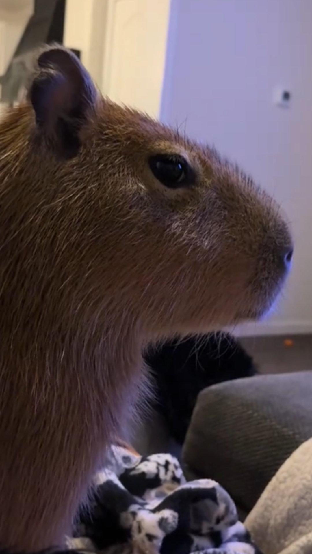 Why Cheesecake The Capybara Is Going Viral Singing And Teaching