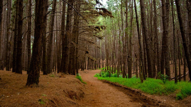 Hawaii's underrated hiking gem is perfect for adventurers seeking lava ...