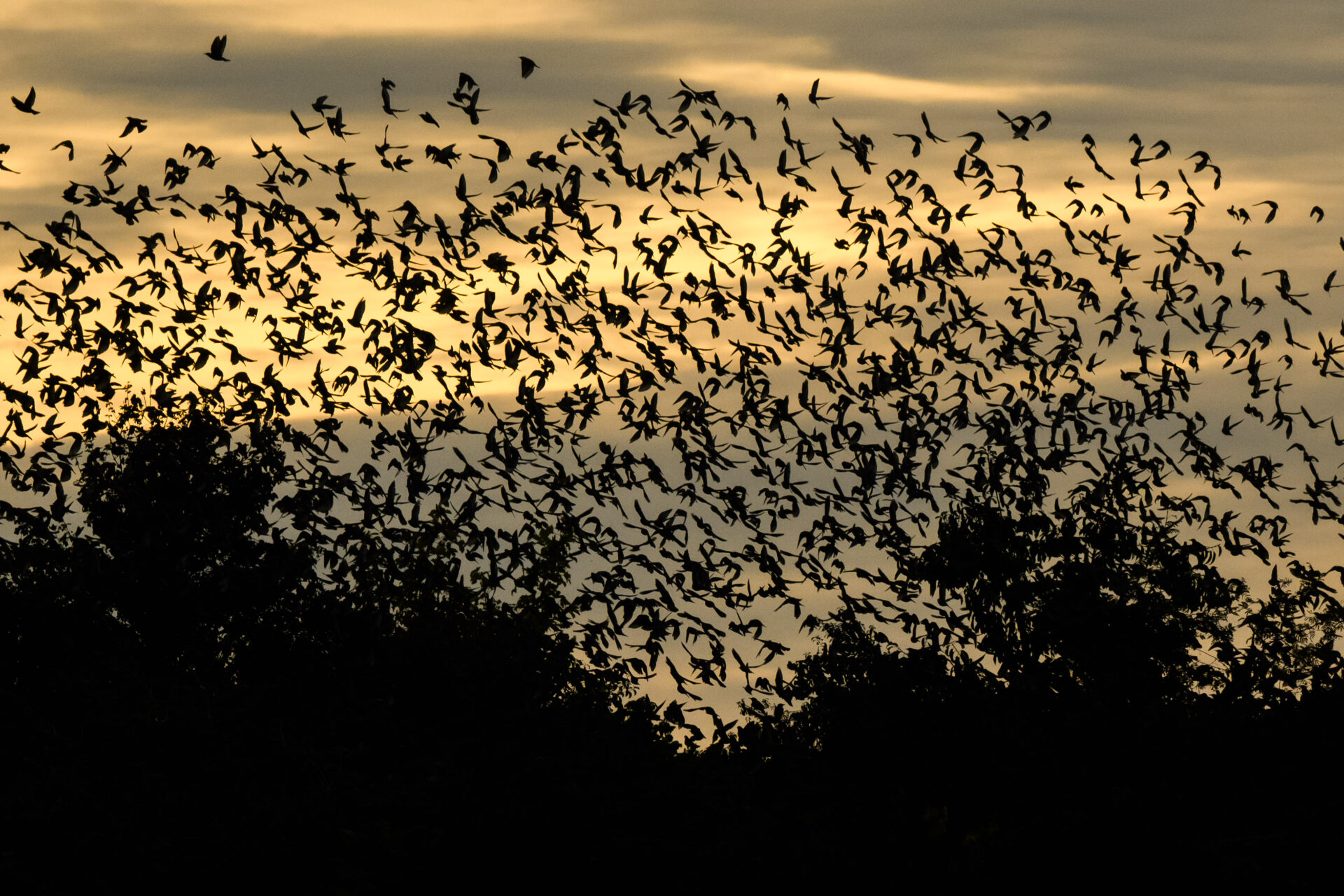 The spectacular exodus of bats that leads the world's largest mammal ...