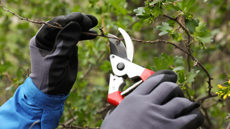 Not fallen leaves or grass clippings: The garden pruning scrap to add ...