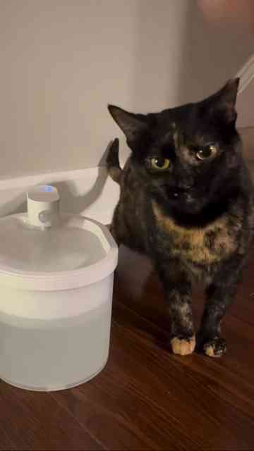 Truffles was curious about the new water fountain