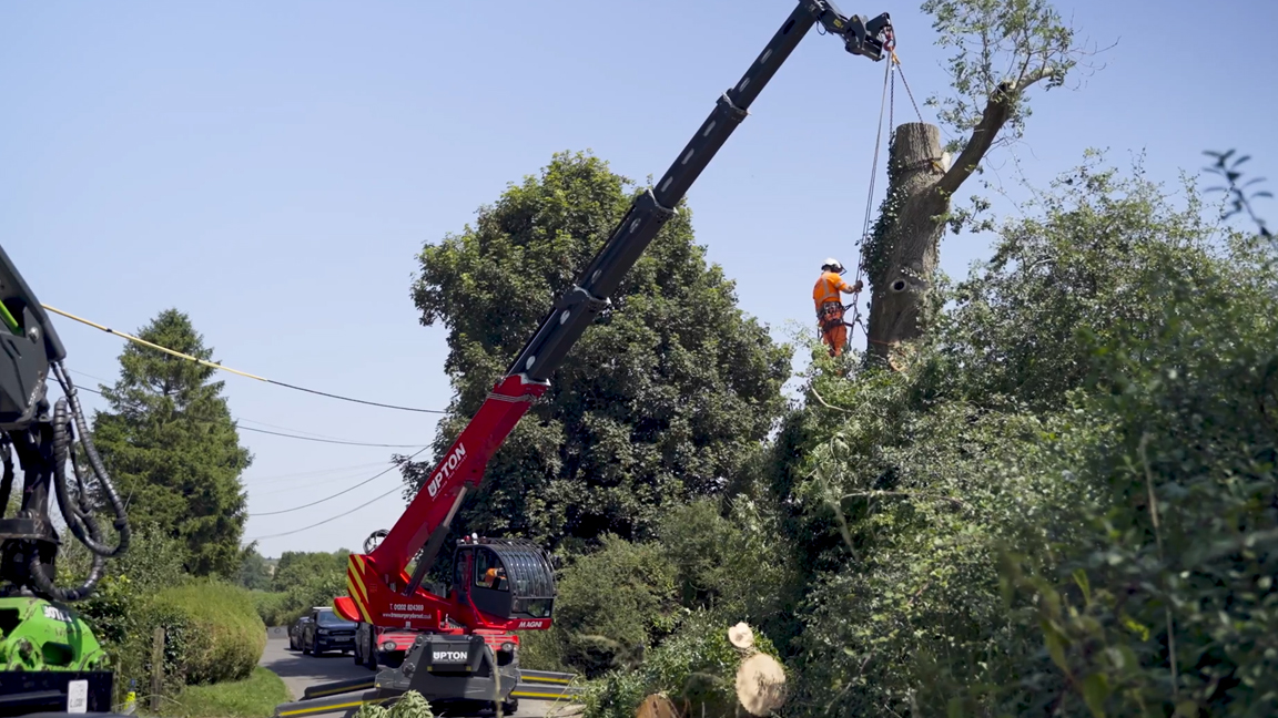 How dangerous trees are removed without damaging nearby property