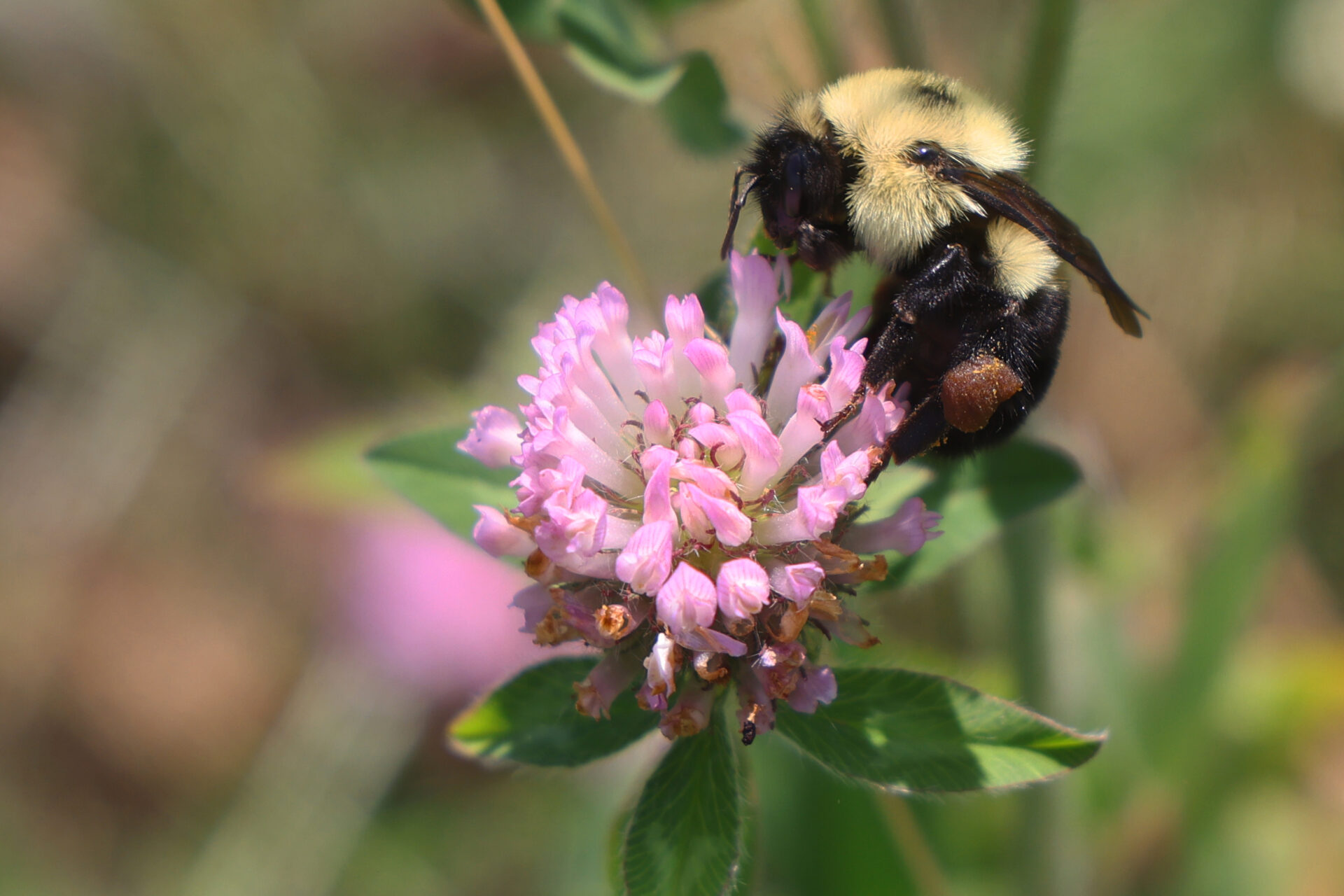Las abejas resuelven problemas y usan herramientas