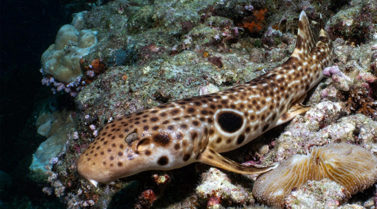 Nuova specie di squalo scoperta in Papua Nuova Guinea: si muove ...