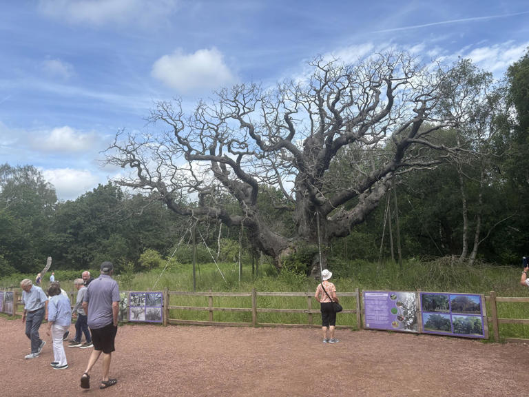 Sherwood Forest visitors have had this to say following the sad death ...