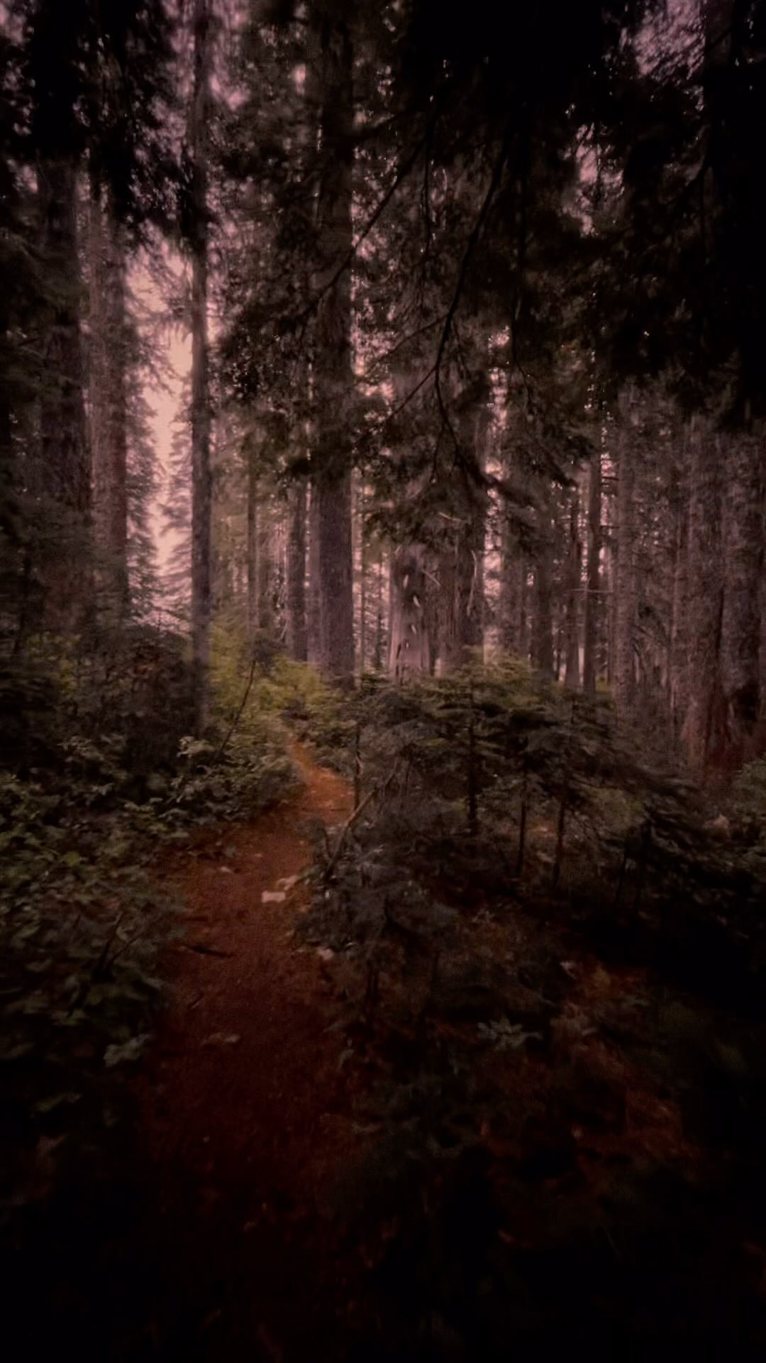 Exploring the mystical forests of Oregon