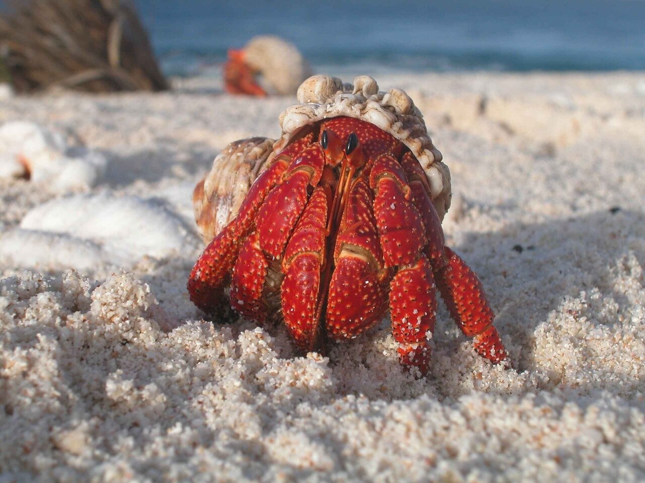 Shell too snug? Hermit crabs have a fix