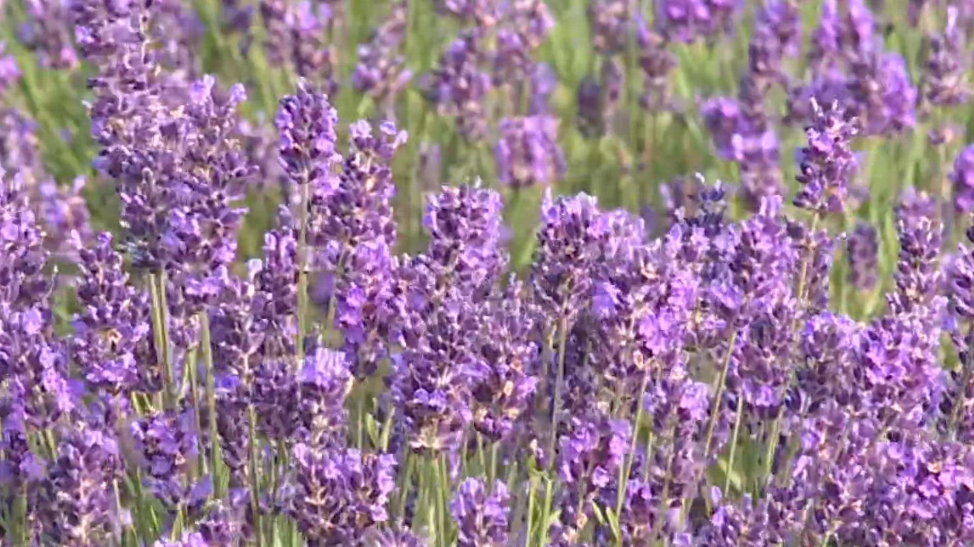 Maple Lawn Farms hosts annual lavender festival this weekend