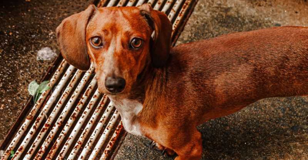 11 dogs that behave differently on leash than off it – and why it matters