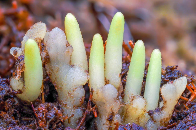 Long-dismissed moss gene suppresses twins and triplets, reshaping ideas ...