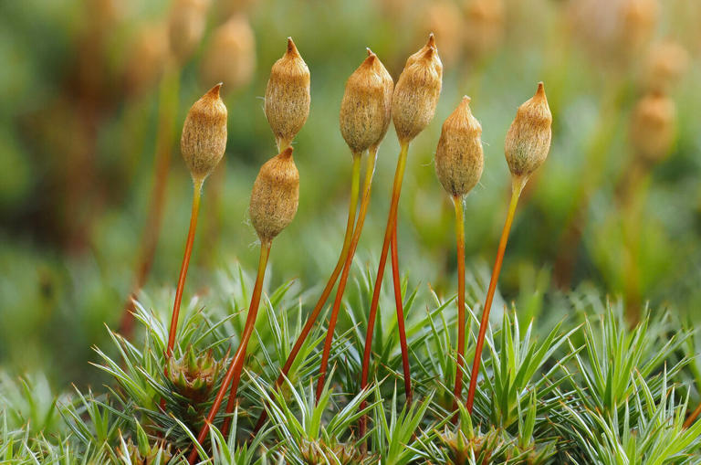 Long-dismissed moss gene suppresses twins and triplets, reshaping ideas ...