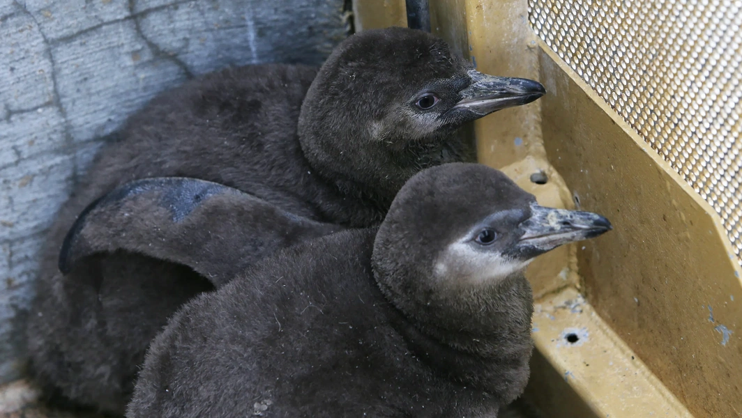 4 zoos with remarkable penguin exhibits