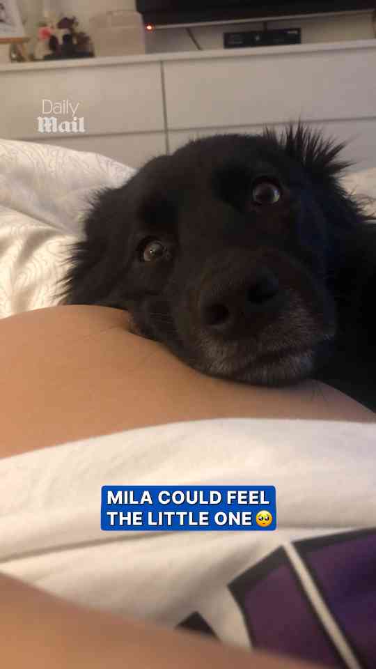 Baby's kicks wake sleeping dog in adorable moment