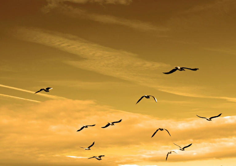 How do flocking birds and schools of fish move? New research offers ...