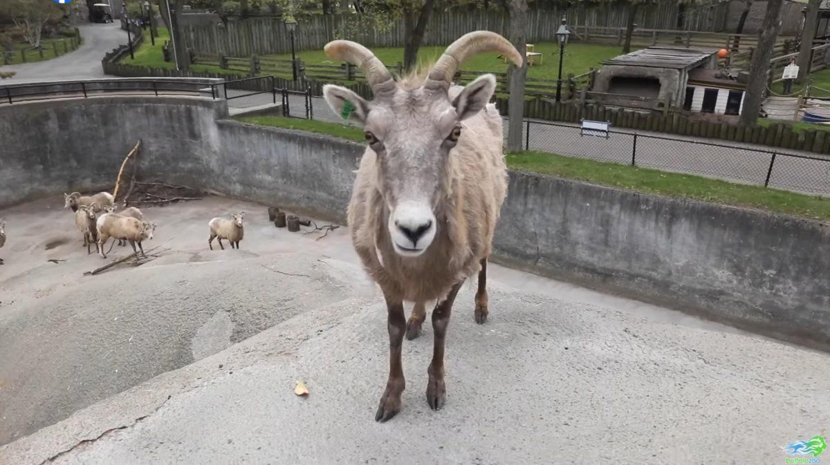 Bighorn sheep briefly escapes enclosure at Buffalo Zoo in New York