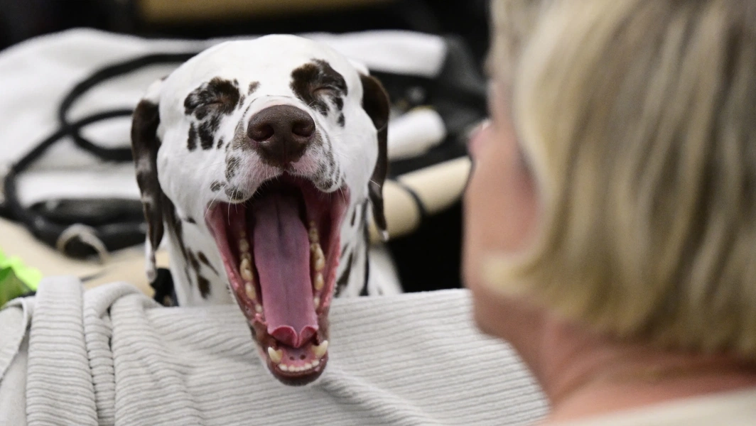 12 subtle signs your dog may be afraid