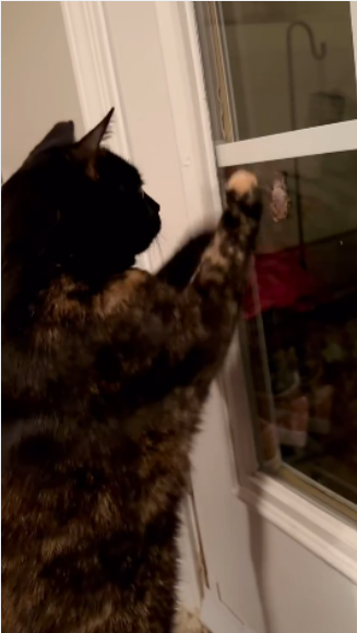 Truffles was determined to catch this mystery visitor