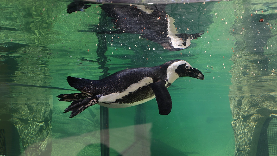 4 zoos with remarkable penguin exhibits