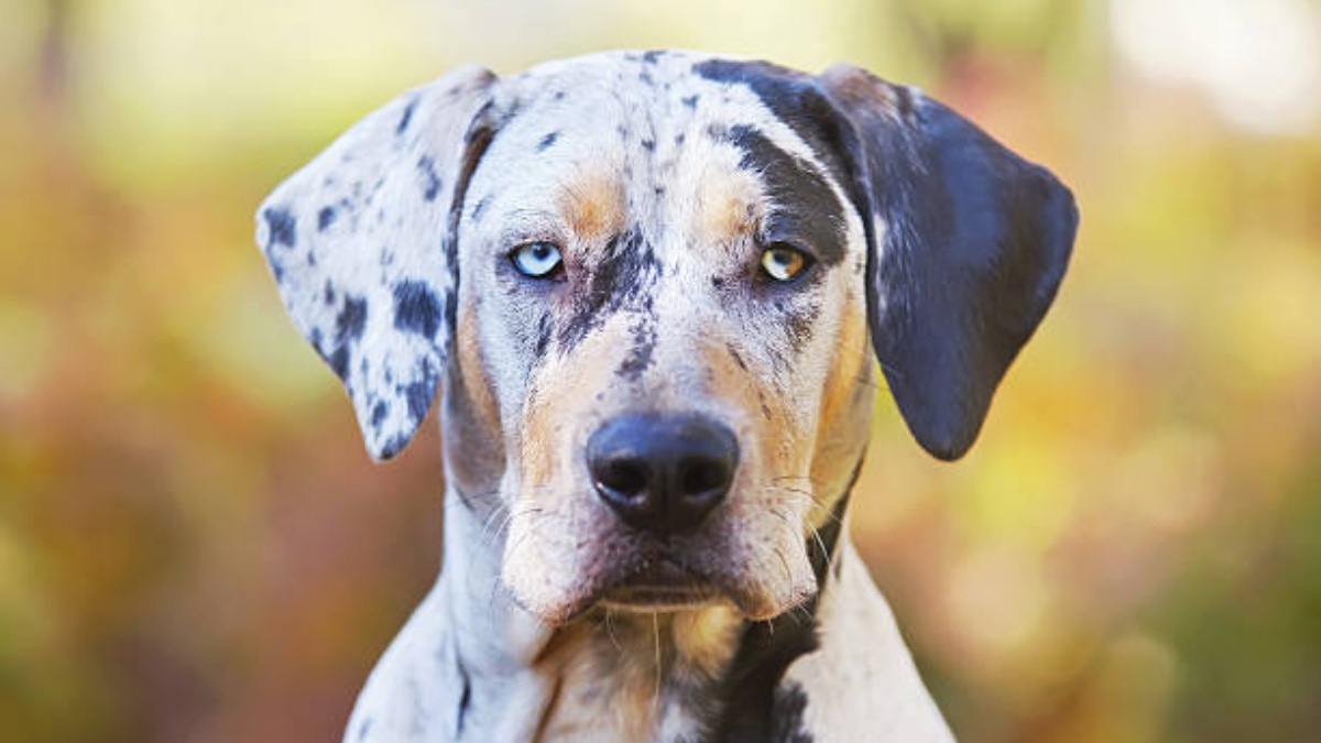 These 13 dog breeds require more dedication than many realize ...