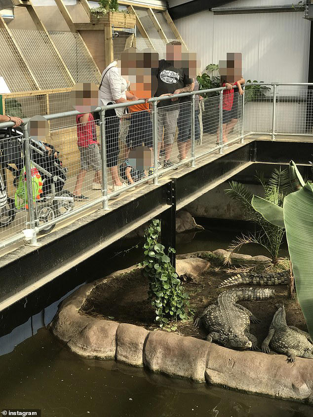 Boy, three, is thrown into crocodile enclosure at zoo: Man arrested on ...