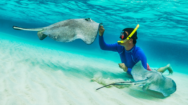 Nature's deadliest ocean creatures you don't want to mess with