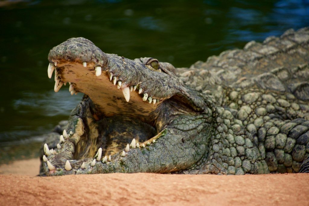 The legendary crocodile is accused of killing hundreds of people