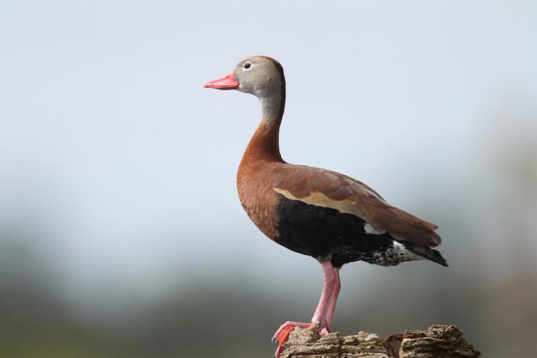 Louisiana announces special black-bellied whistling duck hunting season