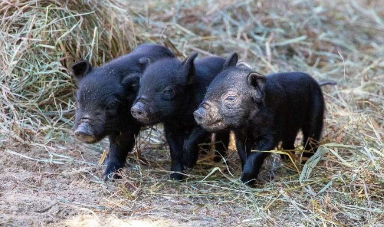Connecticut’s Beardsley Zoo welcomes 8 new piglets to its farmyard exhibit
