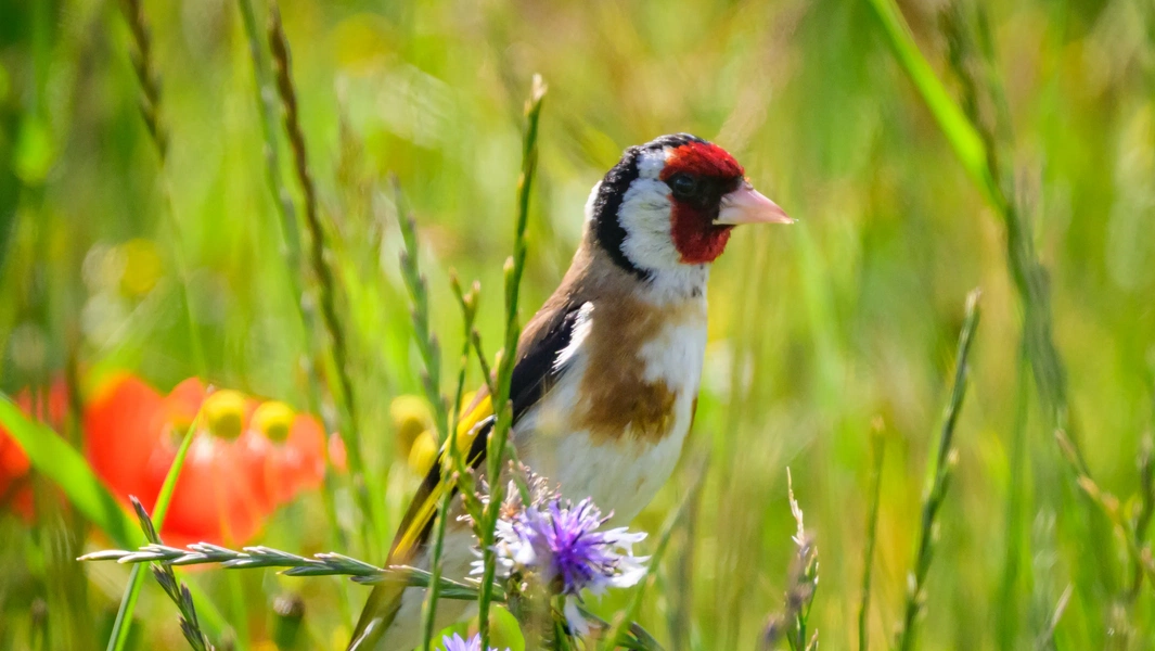 15 flowers that attract birds to your garden