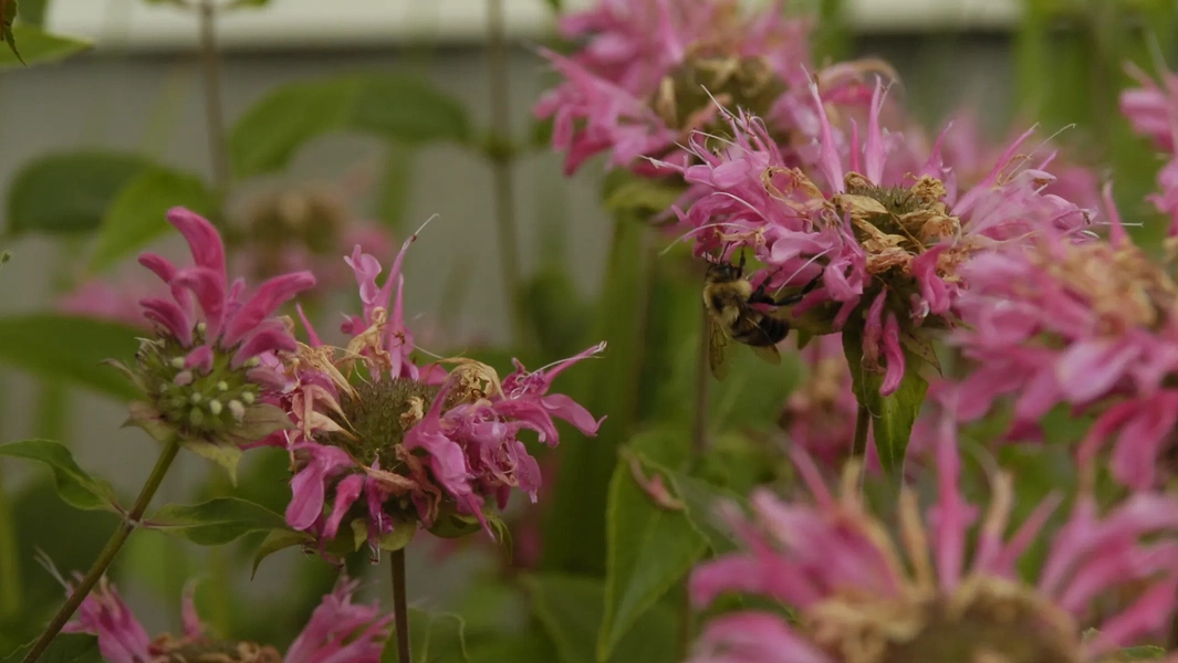 15 flowers that attract birds to your garden