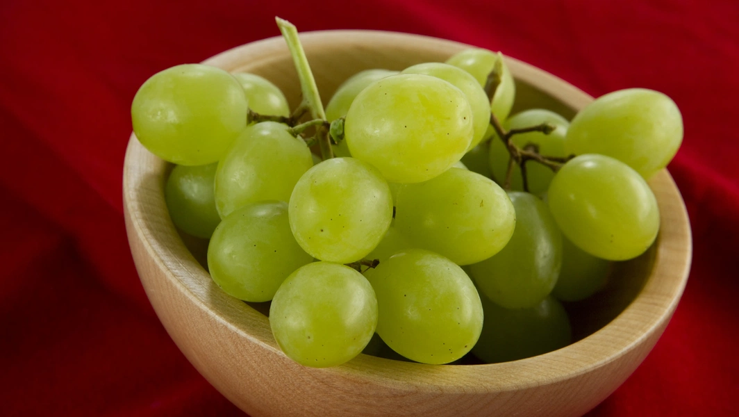 10 common foods that are dangerous for dogs