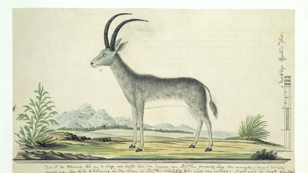 Reviving the extinct bluebuck