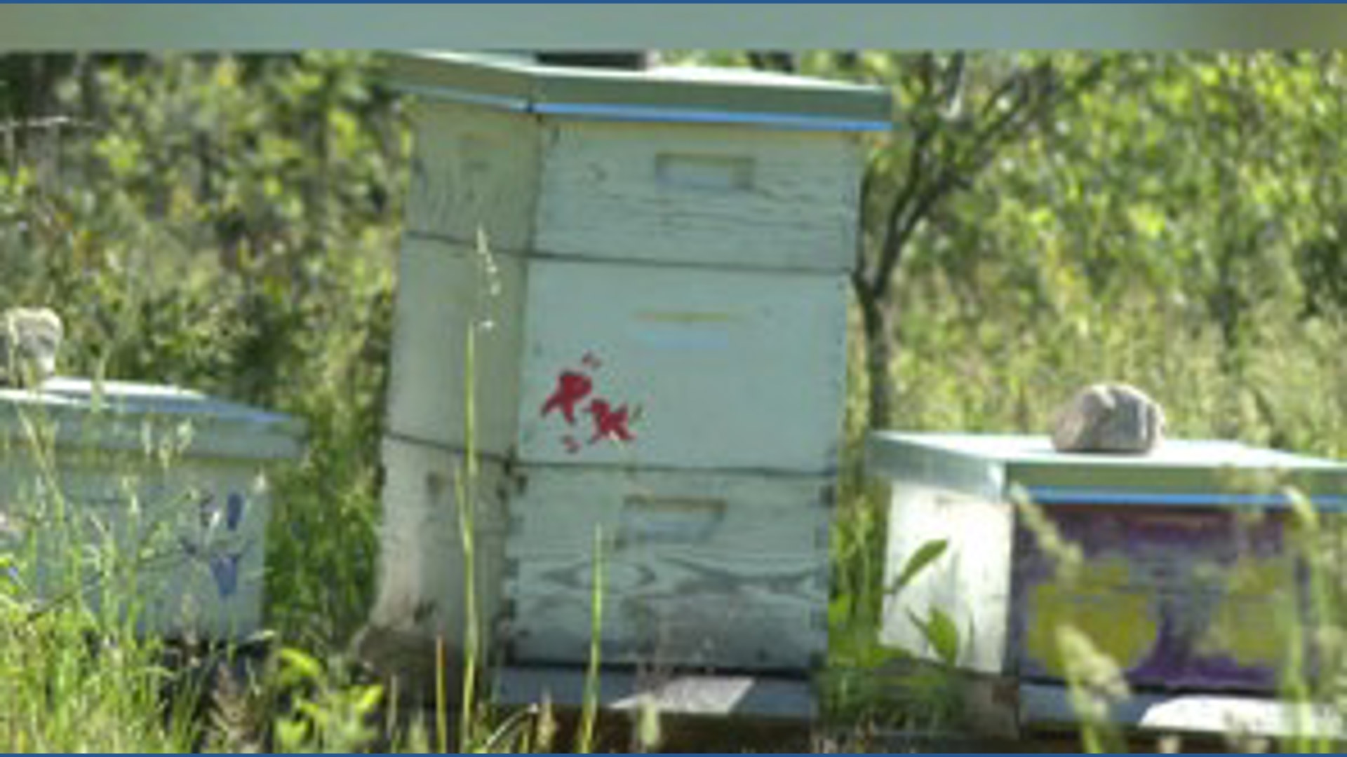 Emily suits up to visit with bees at Black Queen Bee farm