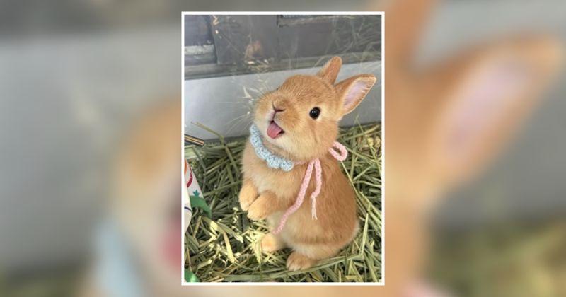 24 buntastic bunnies to brighten your mood today