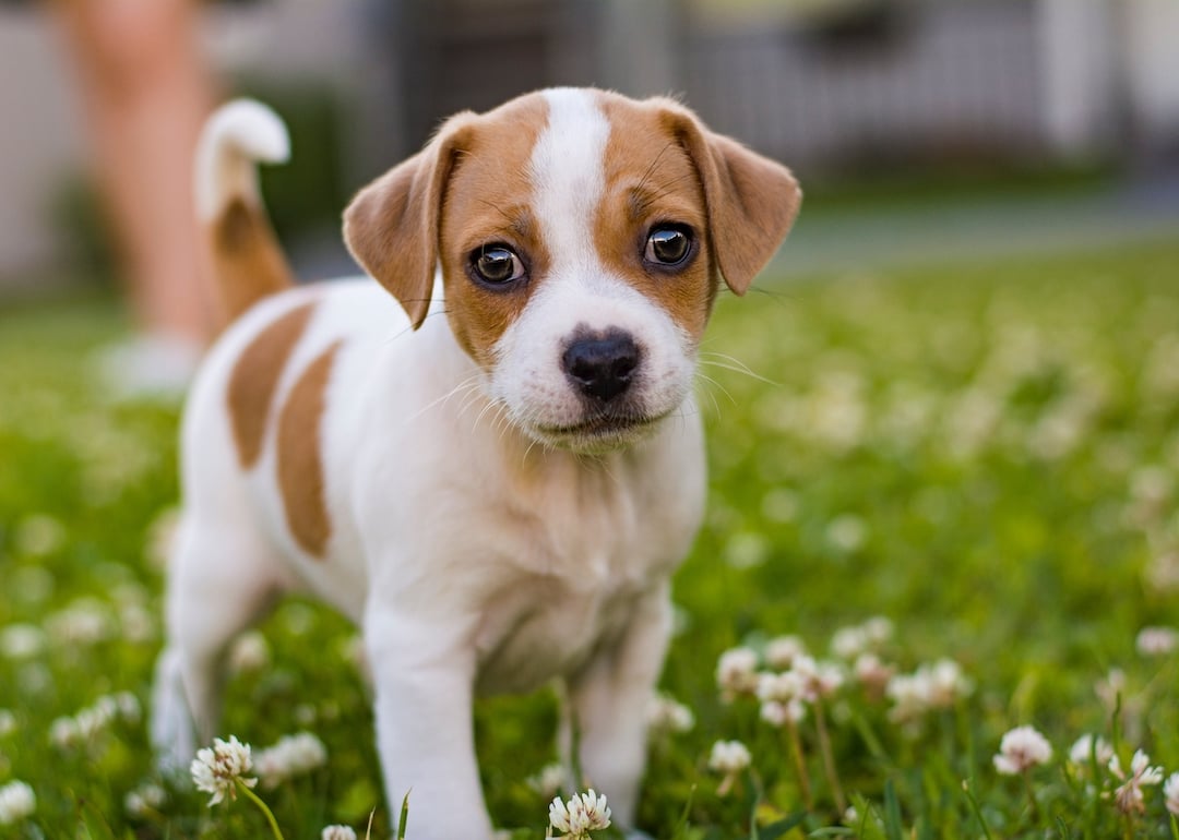 Every new dog breed the American Kennel Club has recognized since 2000 ...