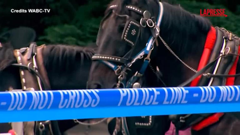 New York, 18enne muore scaraventato a terra da un cavallo imbizzarrito ...