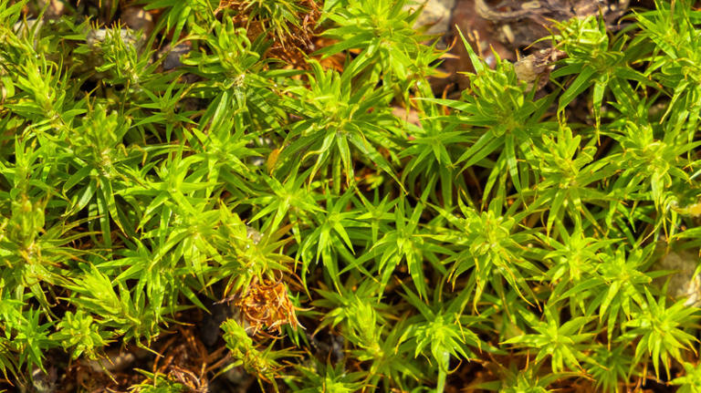 Skip standard gravel: The landscaping alternative that brings woodland ...
