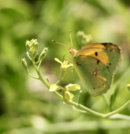 La mariposa de la alfalfa