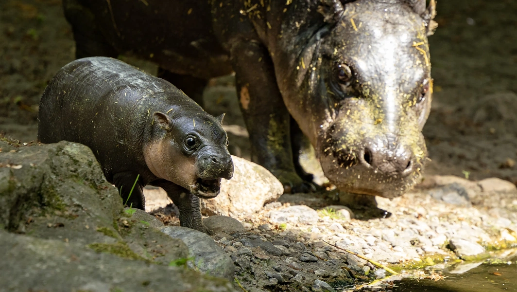 Berlin Zoo's baby pygmy hippo Brötchen charms visitors and aids ...