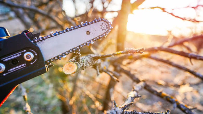 Every major pruning saw brand ranked worst to best