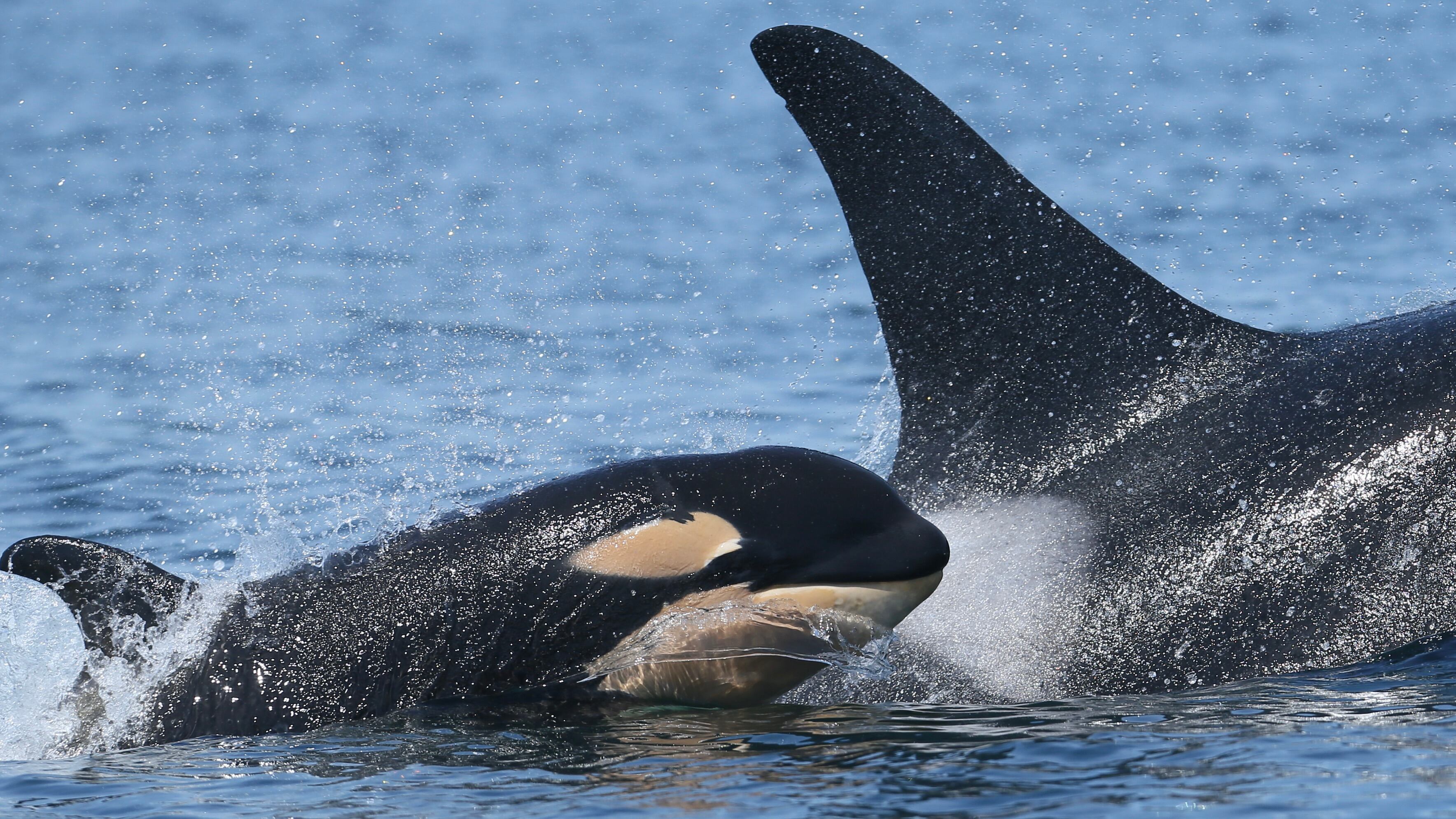 Southern resident orcas welcome new calf to L pod
