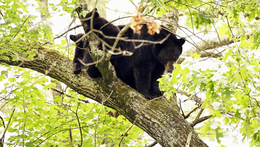 Wildlife safety in Shenandoah National Park