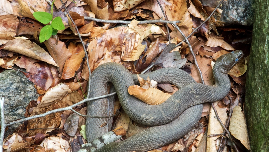Snake encounters highlight growing human-wildlife overlap across US