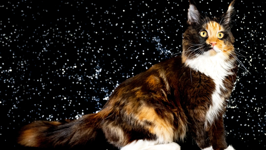 7 charming cats and dogs with beards and mustaches