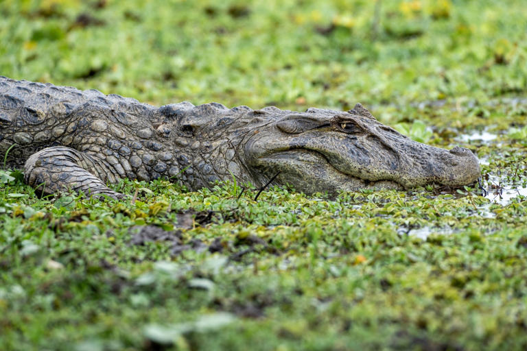 Man arrested after 3-year-old boy critically injured in crocodile ...