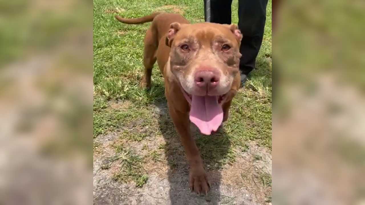 Dog recovering after being shot in the head in Brevard County