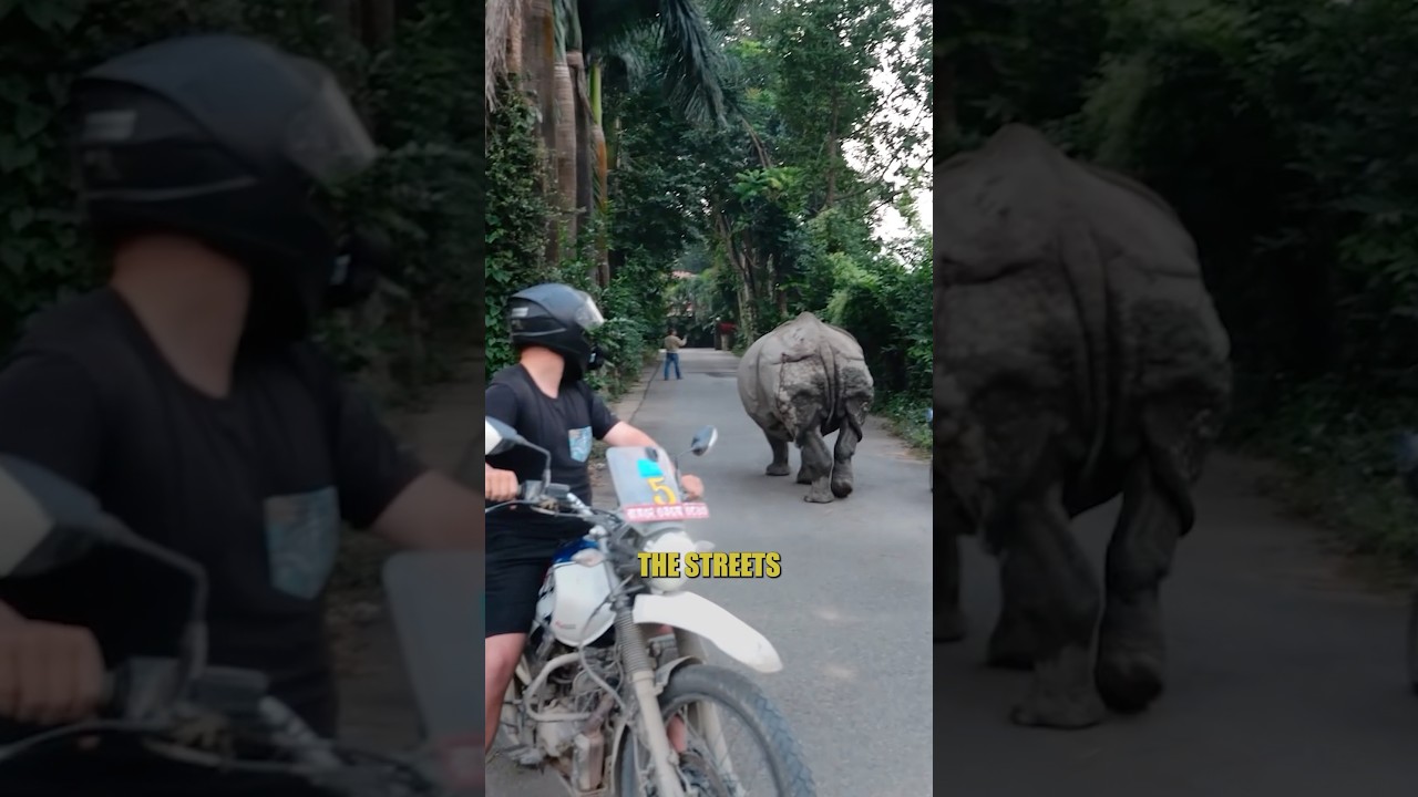 Why rhinos in Nepal are more wild than you think