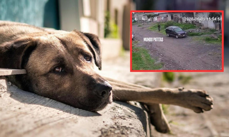 Denuncian a hombre que presuntamente golpeó a un perrito con un ...