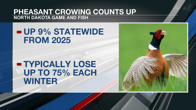 Pheasant crowing counts up statewide