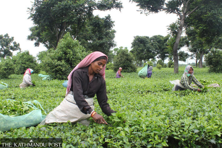 Trouble brewing for Nepali tea industry as exports to India remain halted